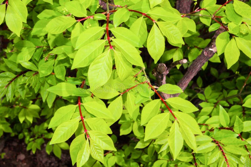 Fire Bush stock photo. Image of tree, environment, flora - 91526308