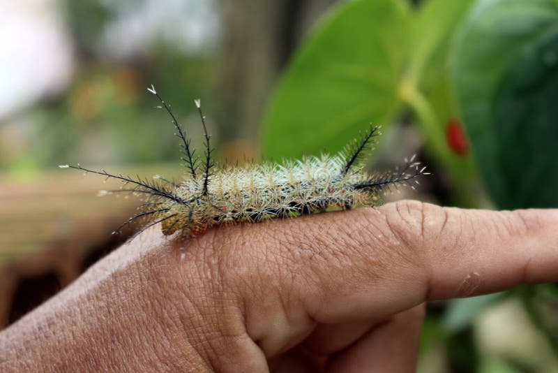 Fire Caterpillar on Finger of Biologist Stock Image - Image of ...