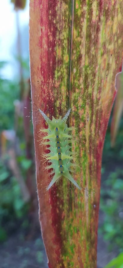 Fire Caterpillar Setora Nitens Stock Image - Image of nitens, fire ...