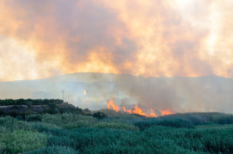 Fire Caused by the Destruction Humans. Stock Photo - Image of danger ...