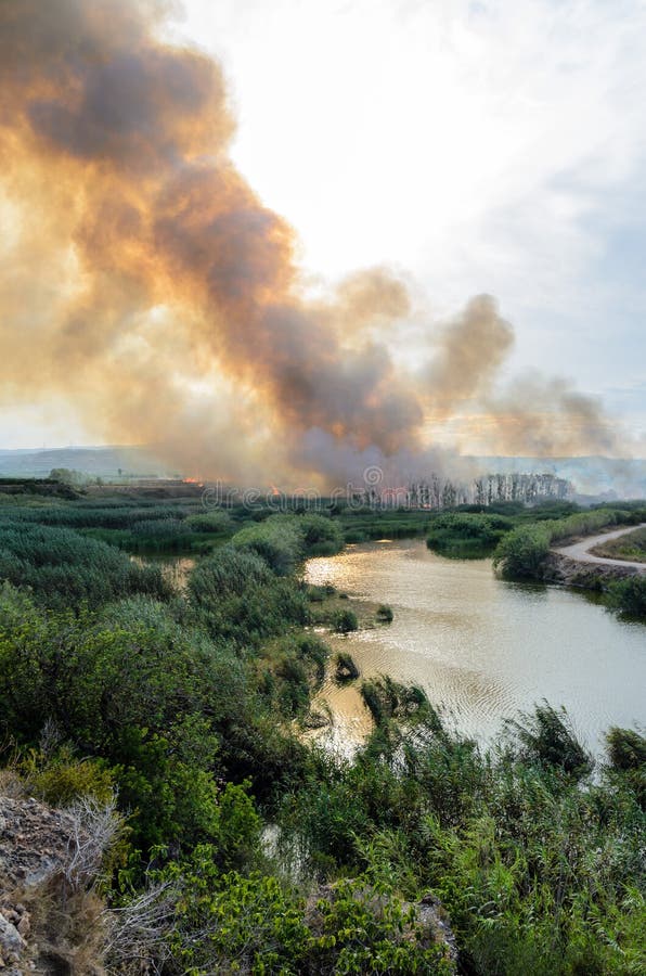 Fire Caused by the Destruction Humans. Stock Photo - Image of wild ...