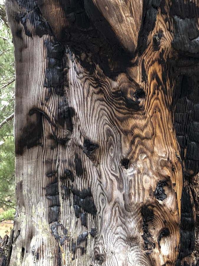 Fire Caused by Lightning on the Trunk of the Pine Tree and the Patterns ...