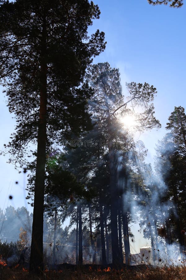 Fire in a Clearing in a City Park Stock Photo - Image of apocalypse ...