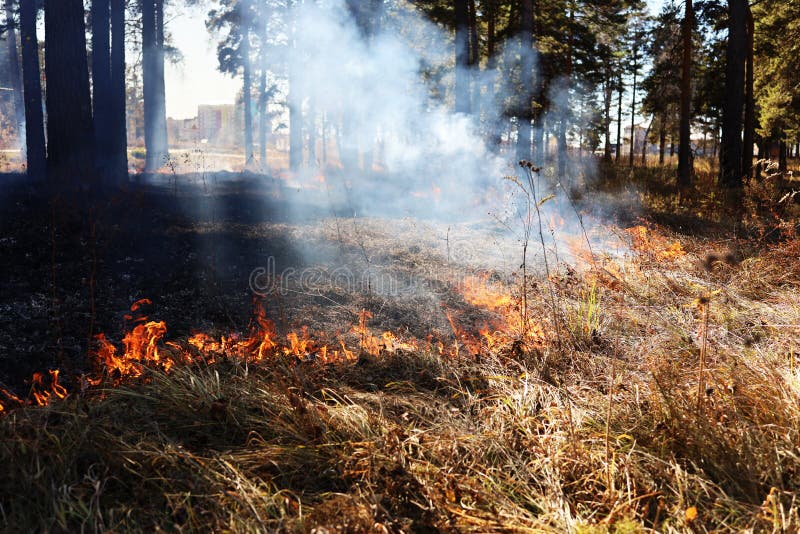 Fire in a Clearing in a City Park Stock Image - Image of damaged ...