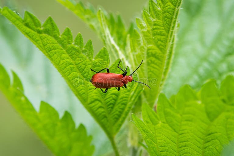 A Fire Colored Beetle Sitting on a Nettle Stock Image - Image of ...