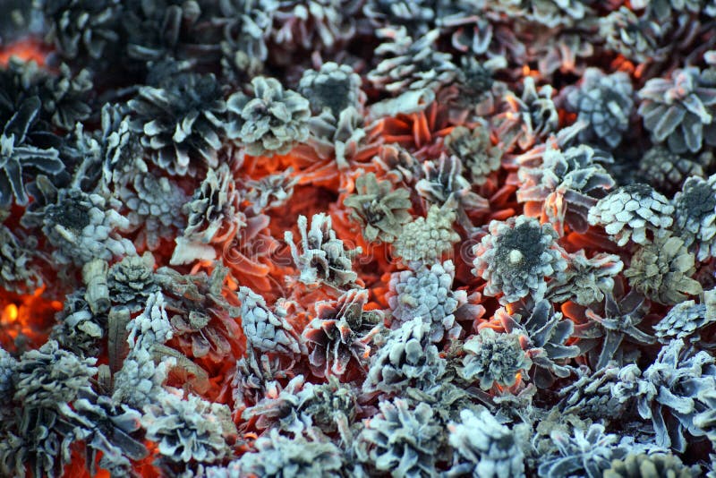 Fire and cones. stock photo. Image of pinecone, heat - 55609768