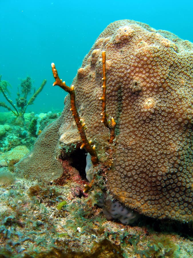 Fire Coral stock photo. Image of brain, christmas, aquatic - 7631170