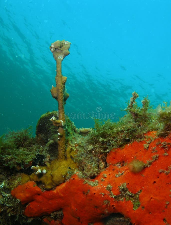 Fire Coral stock image. Image of underwater, figure, water - 14619477
