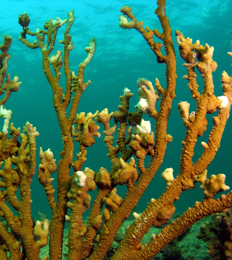 860+ Fire coral Free Stock Photos - StockFreeImages