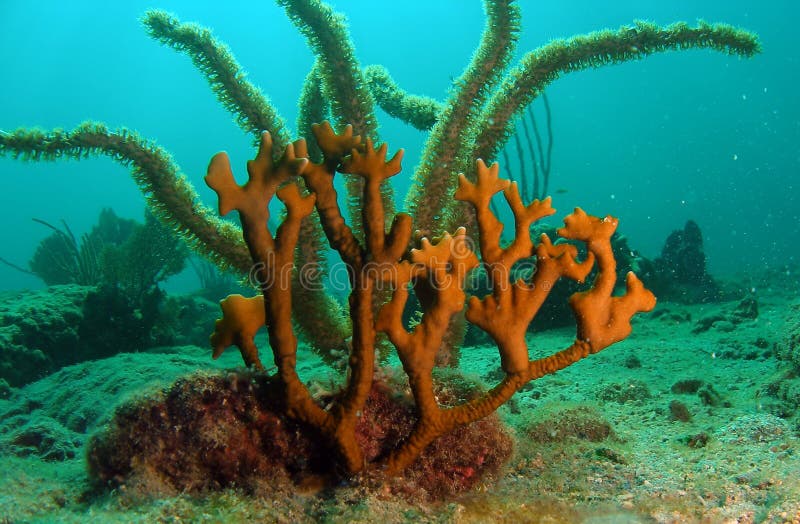 Red Fire Coral on Great Barrier Reef Australia Stock Image - Image of ...