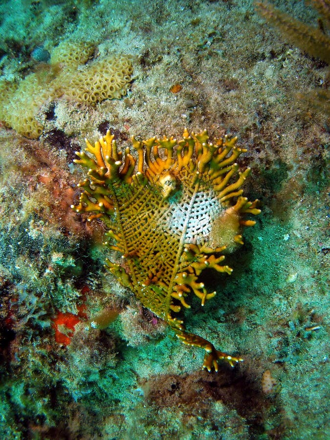 Fire Coral stock image. Image of water, brown, fire, reef - 14619517