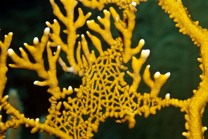 Fire coral stock image. Image of animals, fire, life - 18114393