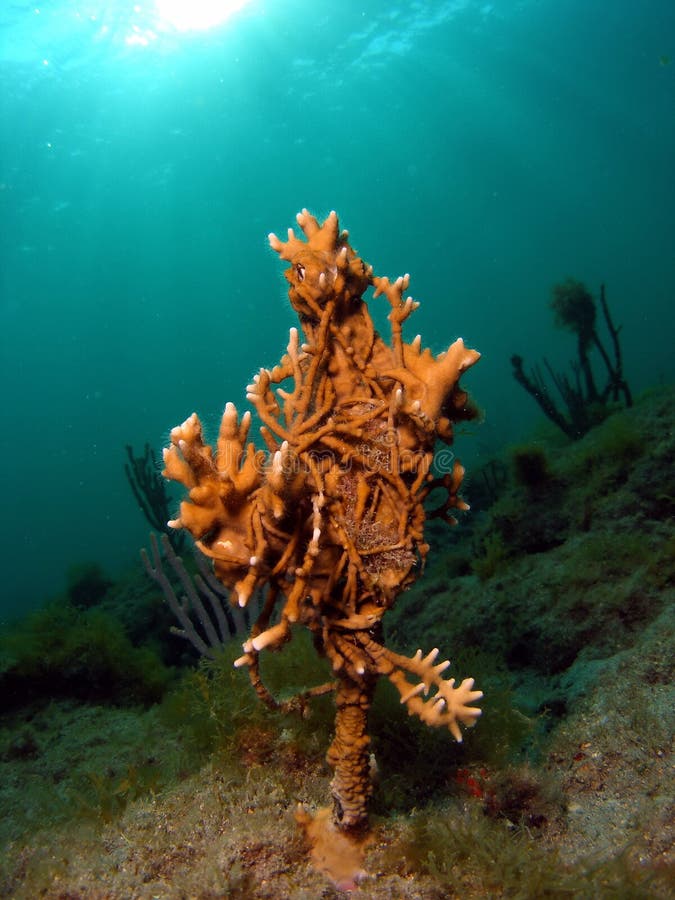 Fire Coral stock photo. Image of brain, christmas, aquatic - 7631170