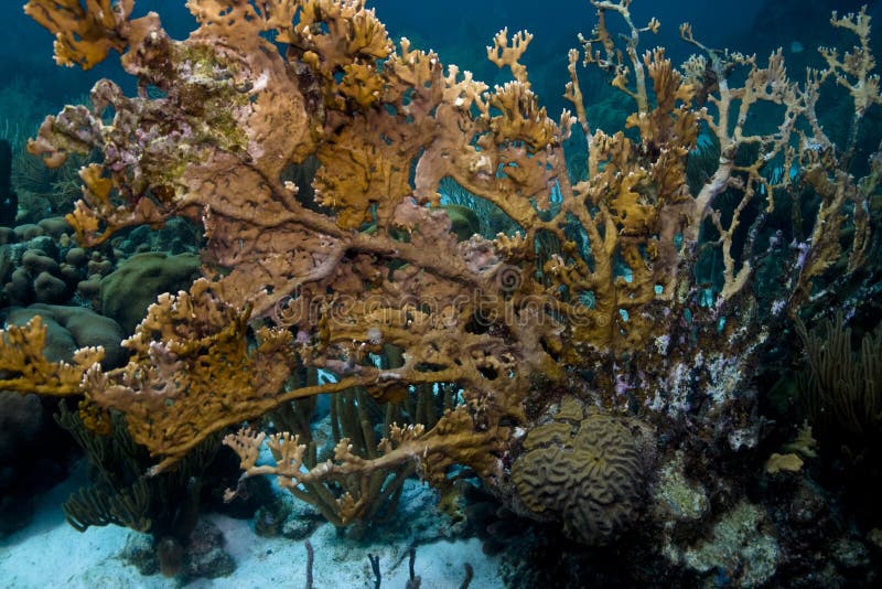 Fire coral stock image. Image of leisure, fire, water - 5679047