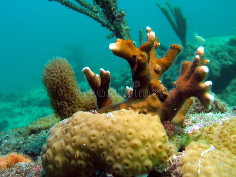 Fire Coral stock photo. Image of brain, christmas, aquatic - 7631170