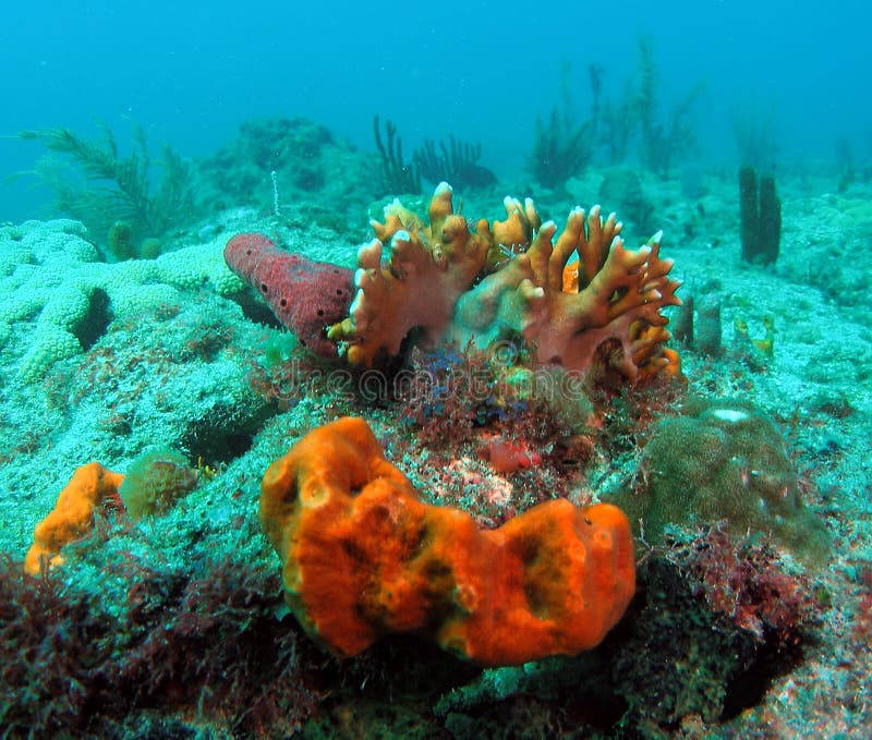 Fire Coral stock photo. Image of brain, christmas, aquatic - 7631170