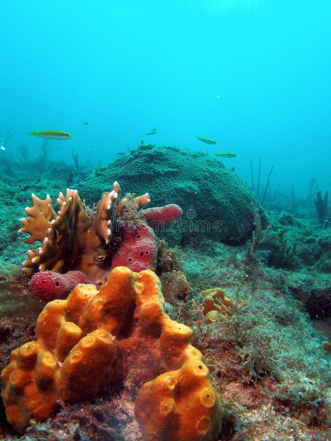 Fire Coral stock image. Image of tropical, water, corals - 7631175