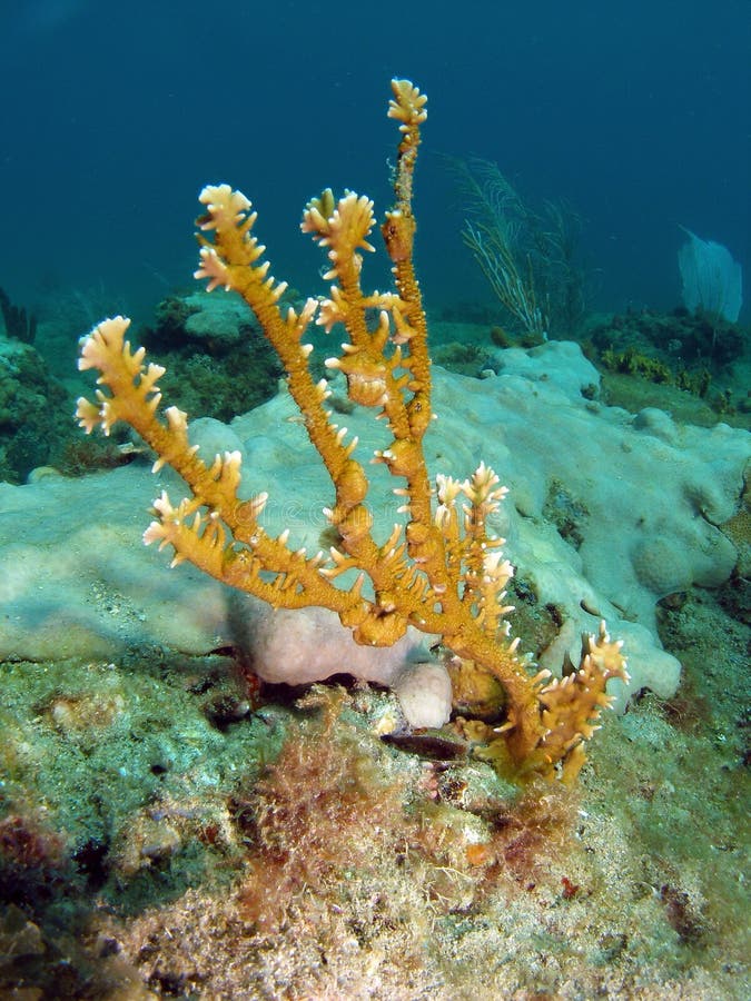 Fire Coral stock photo. Image of brain, christmas, aquatic - 7631170