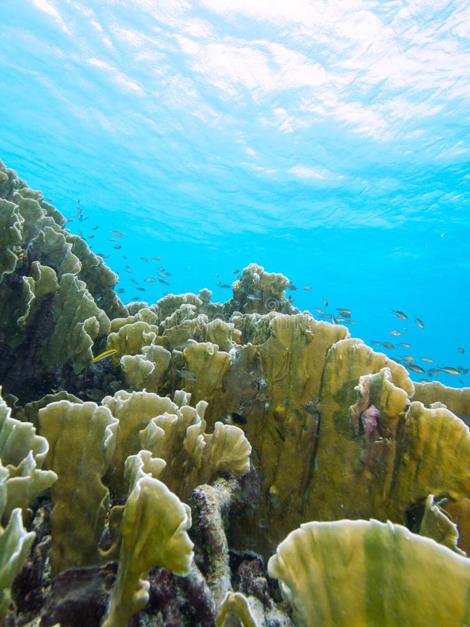 Fire Coral stock photo. Image of underwater, fire, vertebrate - 45348766