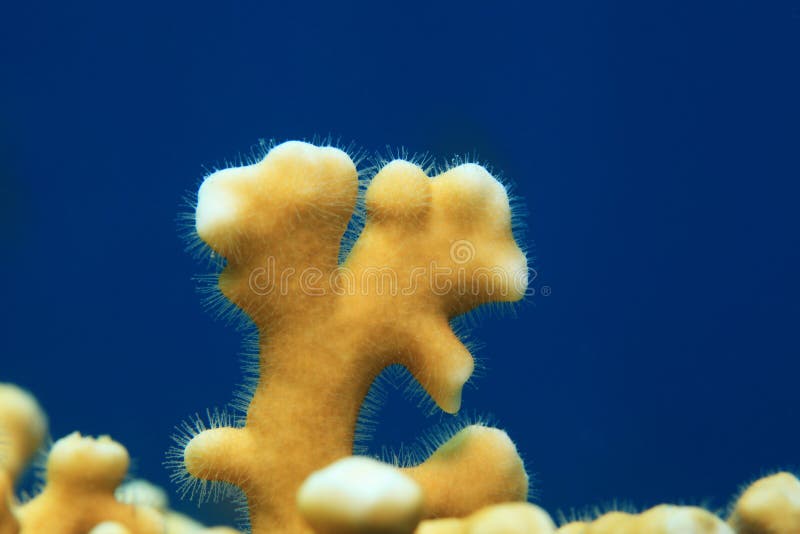 Fire coral stock image. Image of ocean, egypt, milleporidae - 85047943