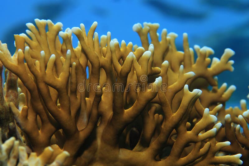 Fire coral stock photo. Image of milleporidae, life, egypt - 85025592