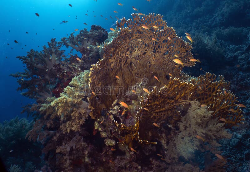 Fire Coral Millepora in the Red Sea Stock Image - Image of dangerous ...