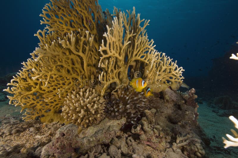 Fire coral, ocean and fish stock image. Image of ocean - 7260181