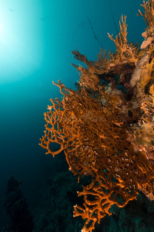 Net Fire Coral and Fish in the Red Sea. Stock Image - Image of salt ...