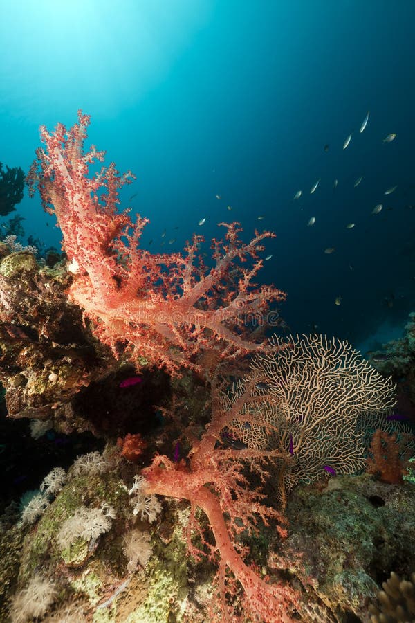 Net Fire Coral and Fish in the Red Sea. Stock Photo - Image of aqua ...