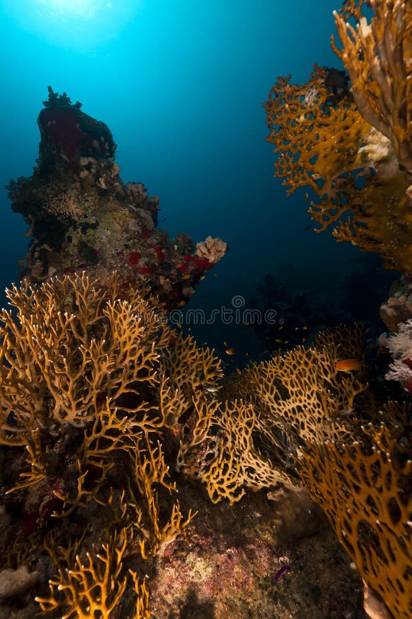 Net Fire Coral and Fish in the Red Sea. Stock Photo - Image of aqua ...