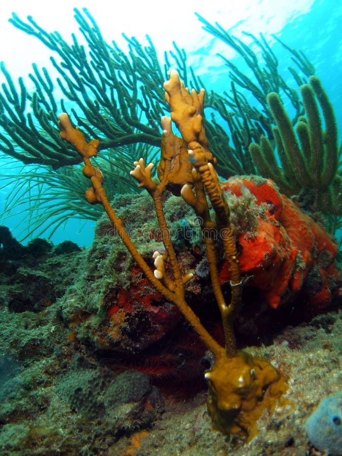 Fire Coral stock photo. Image of pacific, beautiful, beach - 43566966