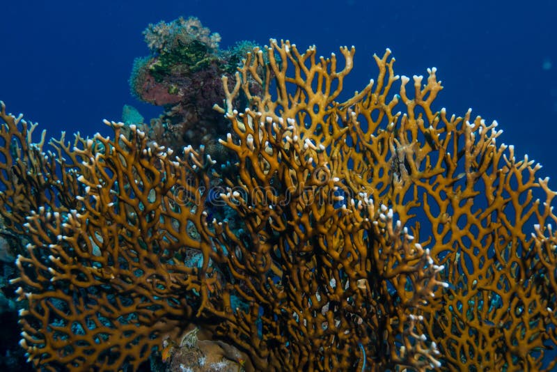 Fire alam pipe stock image. Image of building, extinguish - 36048663