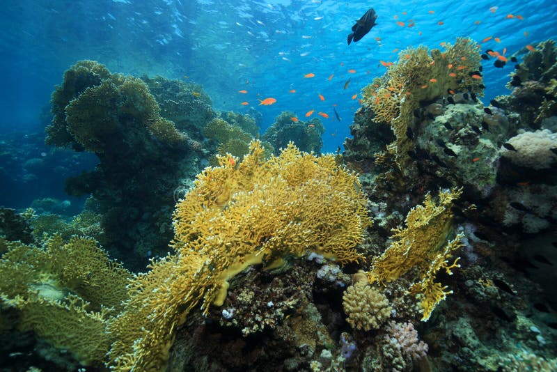 Fire Corals in the Coral Reef Stock Photo - Image of arabic, burn: 84052314