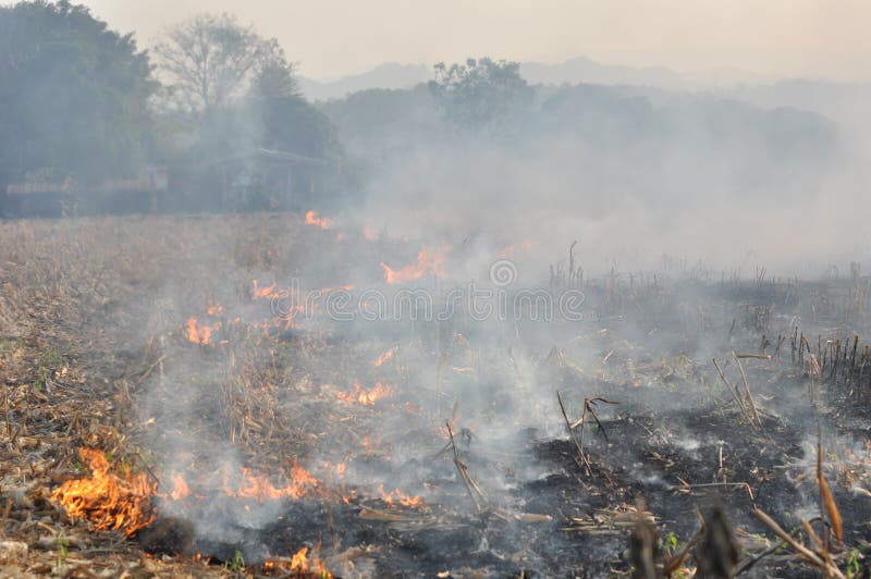 Fire in the Corn Field after Harvest Stock Image - Image of harvesting ...