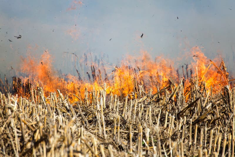 Cornfield Set on Fire after Harvest with only Few Small Sticks Left ...