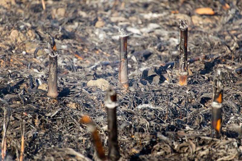Fire in the Cornfield after Harvest. Stock Image - Image of land ...