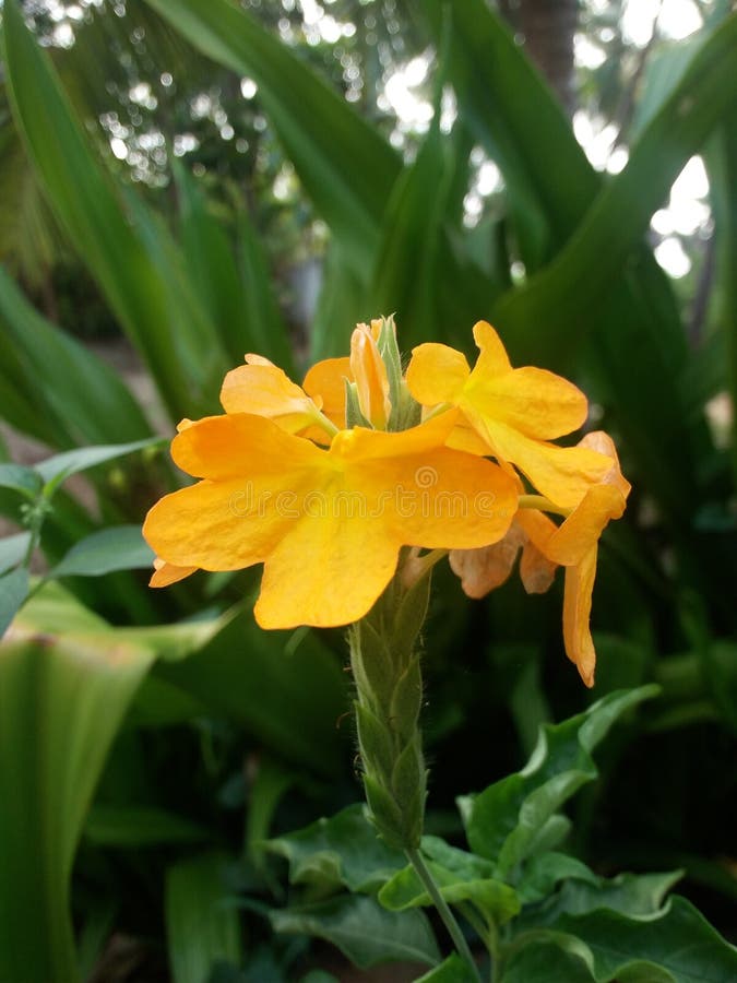 Fire Cracker Flower in My Home Stock Image - Image of home, cracker ...
