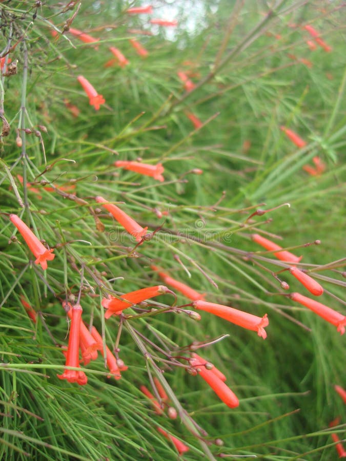 Fire crackers flowers line stock photo. Image of crackers - 44271316