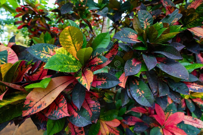 Fire croton plant. stock image. Image of flower, croton - 350490609