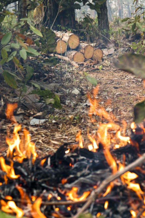 Fire and Cut Tree Wood in Forest Stock Image - Image of ground, outback ...