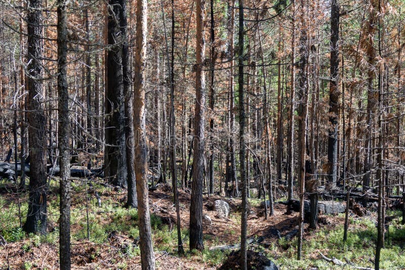 Burnt boreal forests stock photo. Image of burnt, dead - 271184828