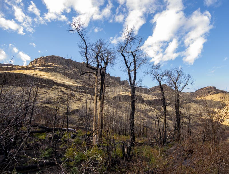 Fire Damaged Trees in Forest Stock Image - Image of landscape, nature ...