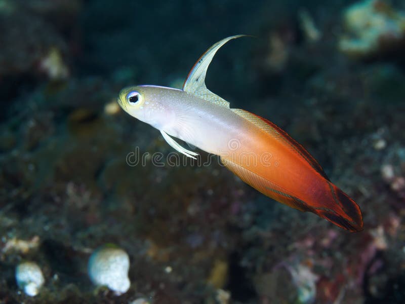 Dart Fish stock photo. Image of holiday, depth, dive - 26046628