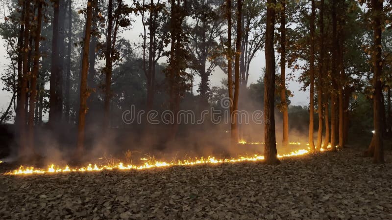 Fire in deep jungle stock video. Video of bonfire, jungle - 329651181
