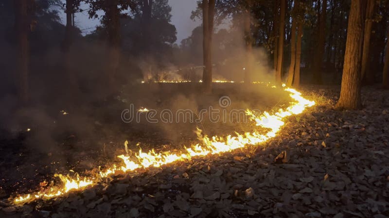 Fire in deep jungle stock footage. Video of bonfire - 329652490