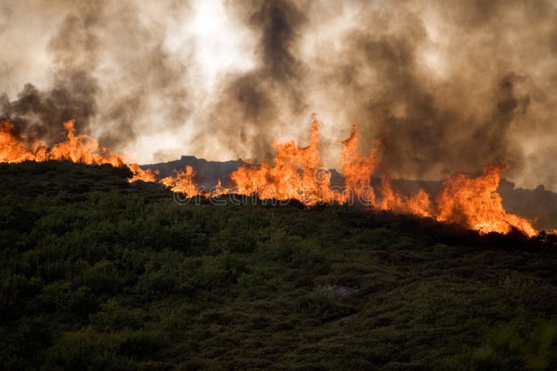 Fire & Deforestation stock photo. Image of urgency - 5275718