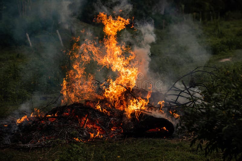Fire Destroys Everything Leaving only Scorched Tree and Ashe Stock ...