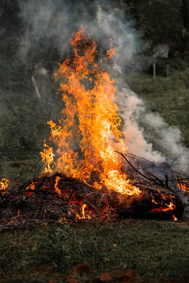 Fire Destroys Everything Leaving only Scorched Tree and Ashe Stock ...
