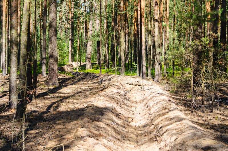 Fire Ditch in the Forest. Prevents the Spread of Fire during a Fire ...