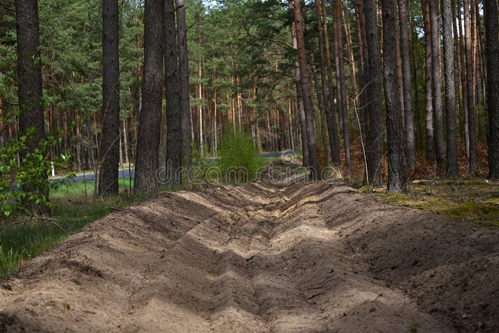 Fire Ditch in Sunny Pine Forest Stock Photo - Image of precaution ...